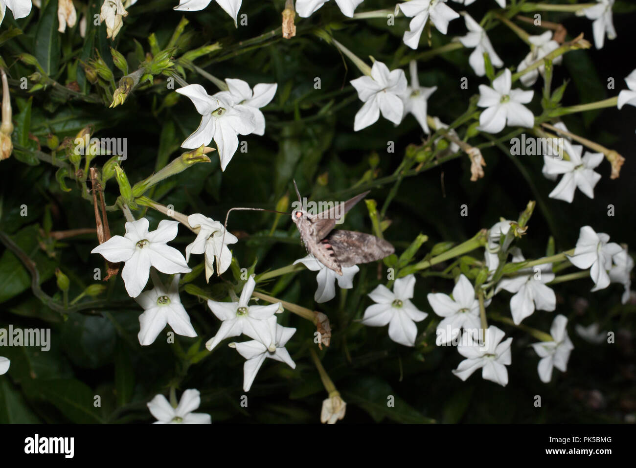 Jasmine moth hi-res stock photography and images - Alamy