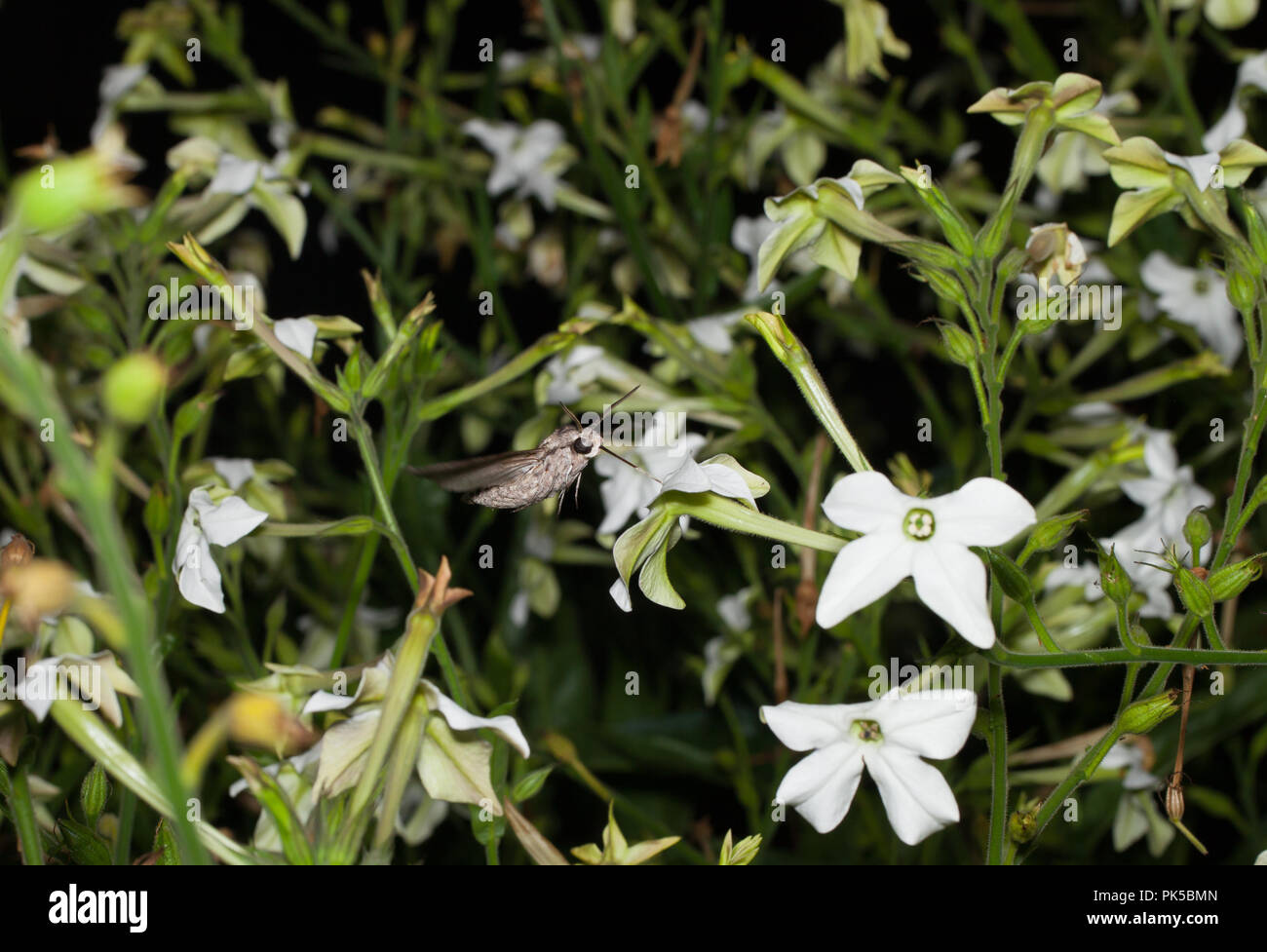 Jasmine moth hi-res stock photography and images - Alamy