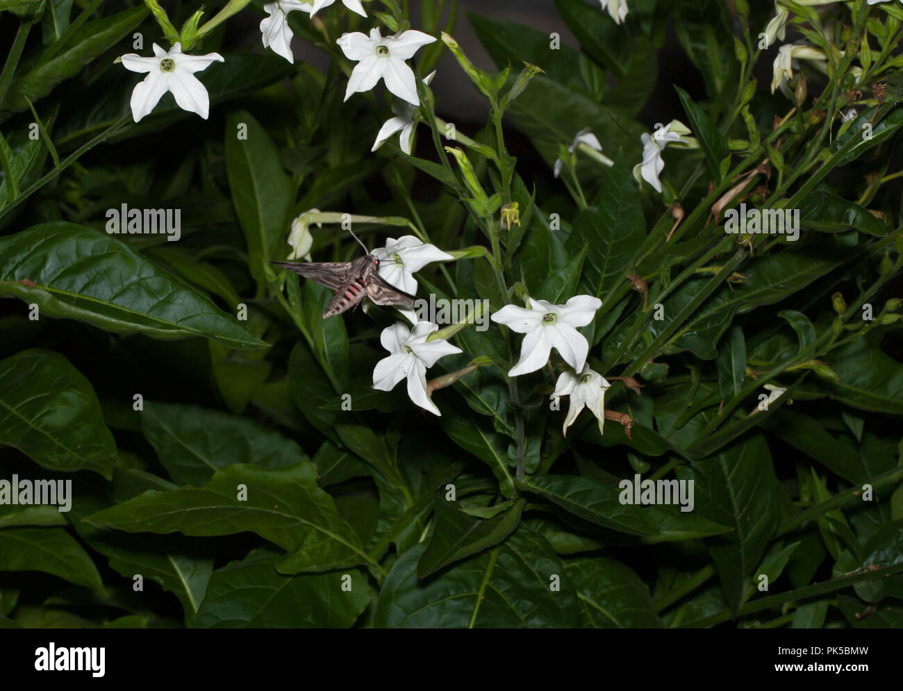Jasmine Moth High Resolution Stock Photography and Images - Alamy