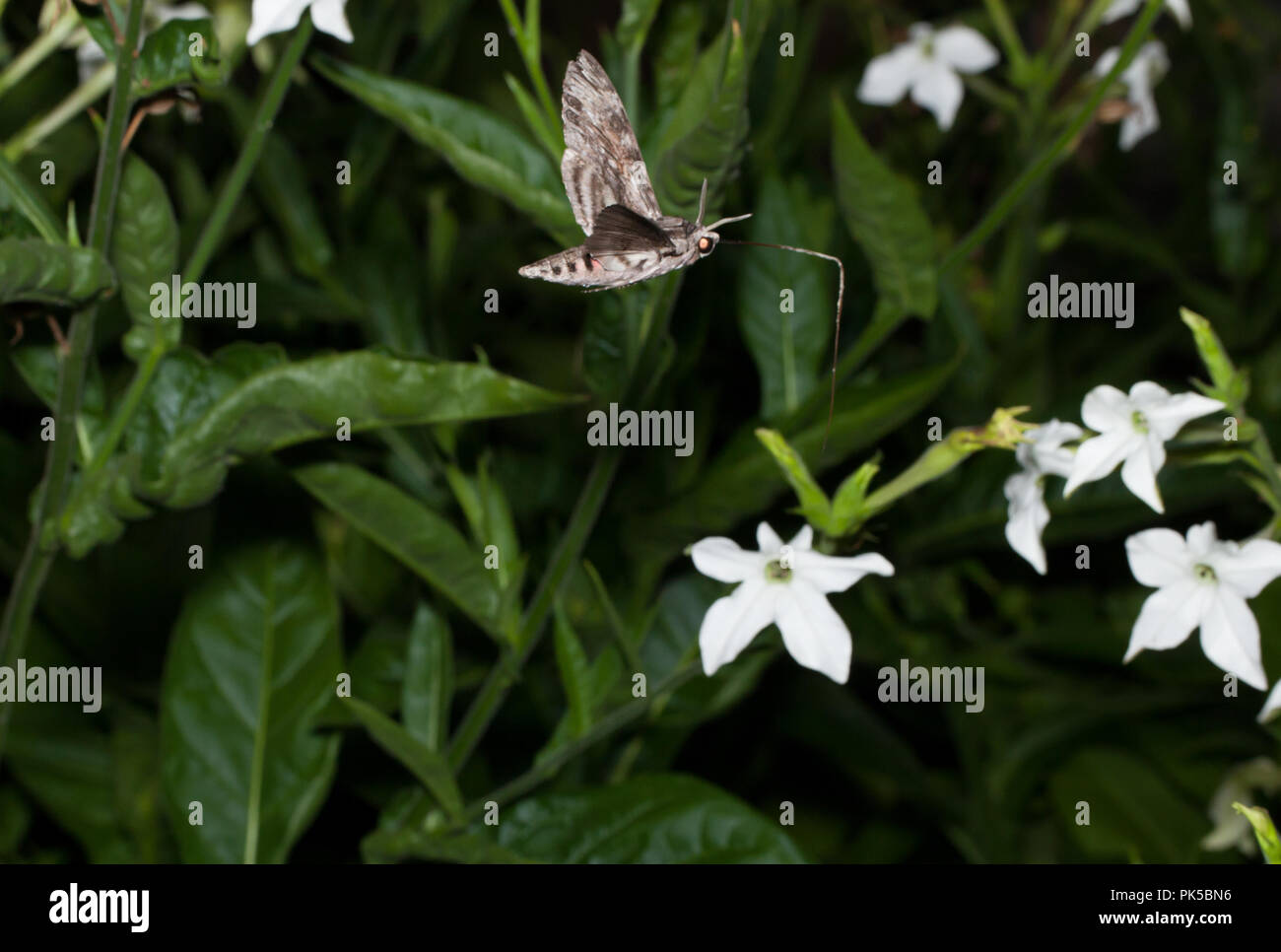 Jasmine moth hi-res stock photography and images - Alamy