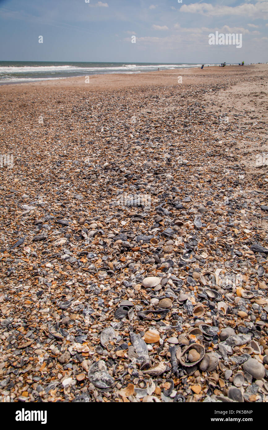 Close up of shells washed up on a beach Stock Photo - Alamy