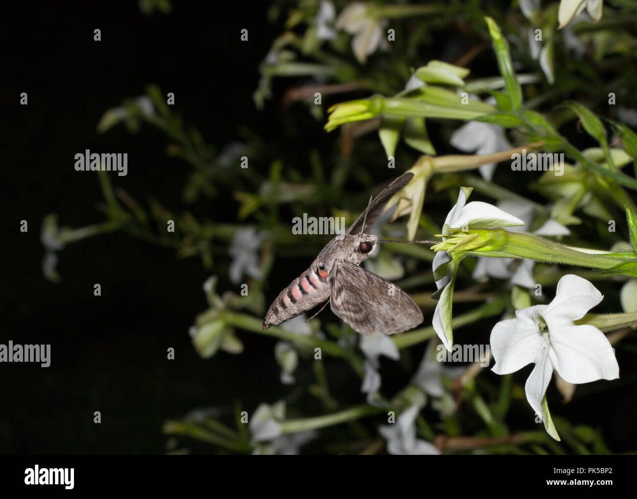 Jasmine moth hi-res stock photography and images - Alamy