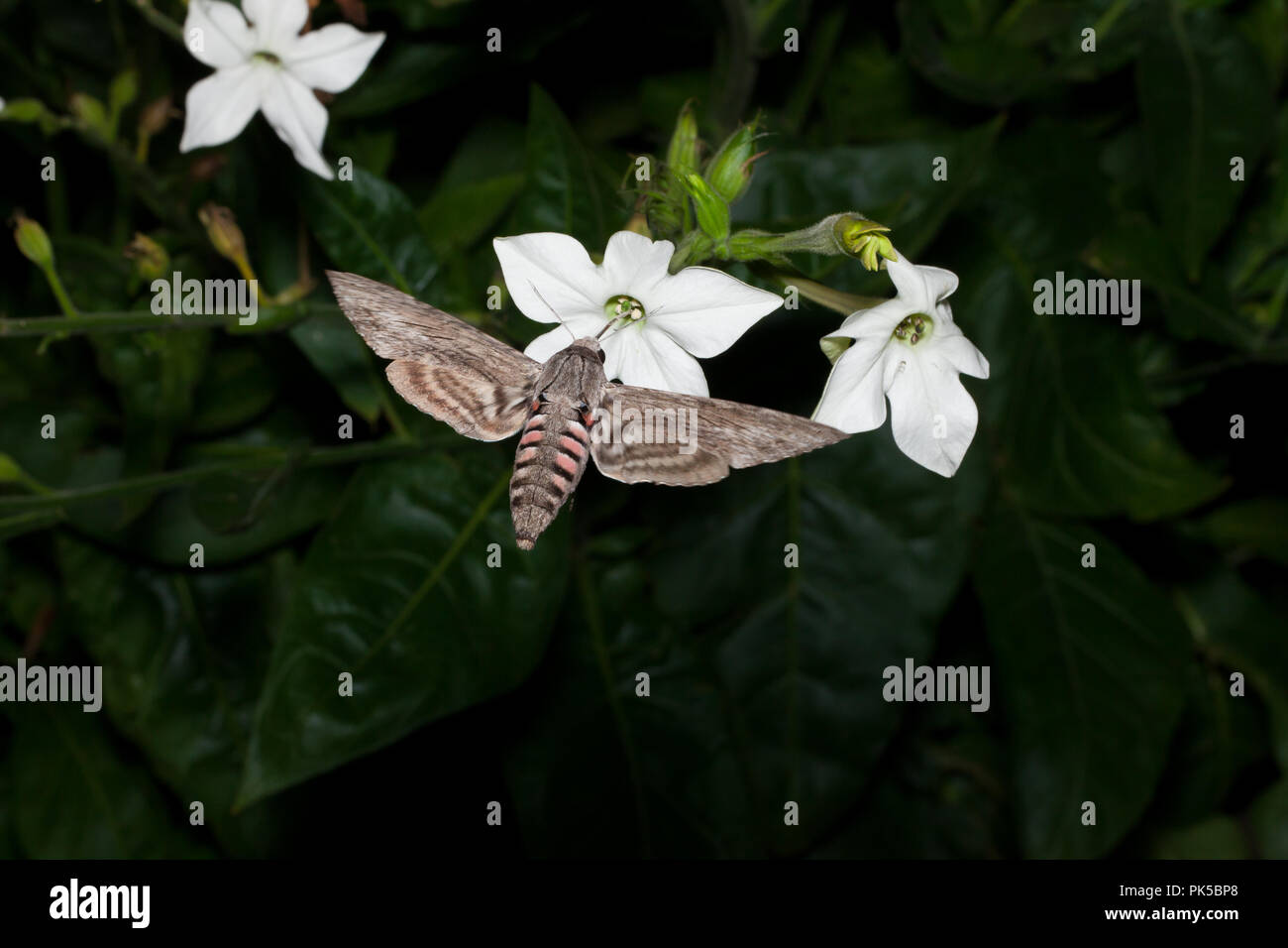Convolvulus hawk-moth feeding on jasmine tobacco Stock Photo - Alamy