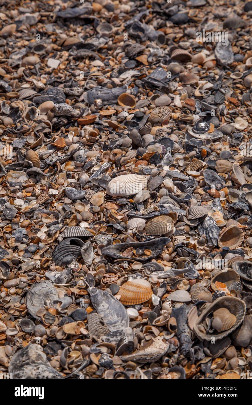 Shells washed up on a beach hi-res stock photography and images - Alamy