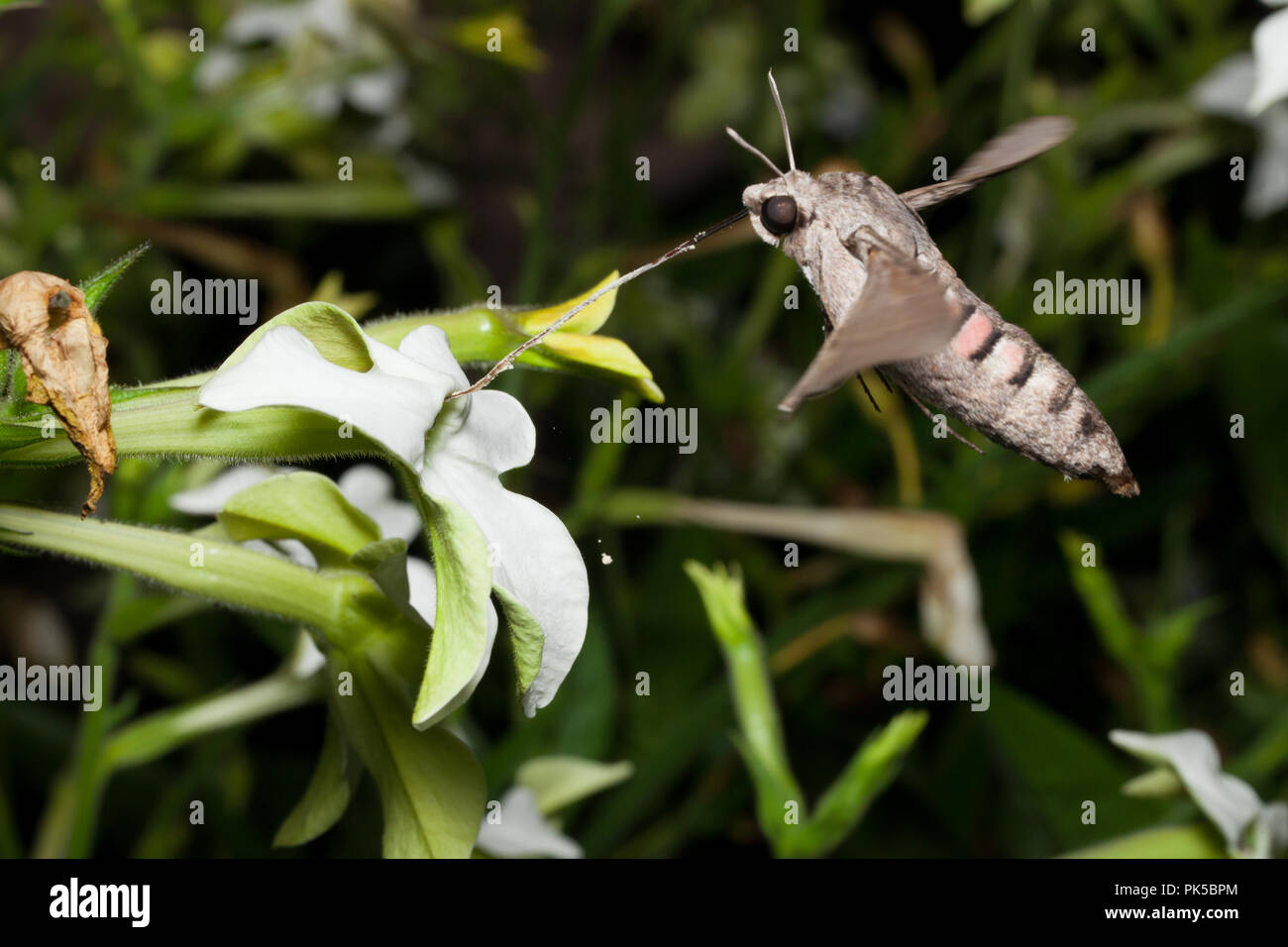 Convolvulus hawk-moth feeding on jasmine tobacco Stock Photo - Alamy