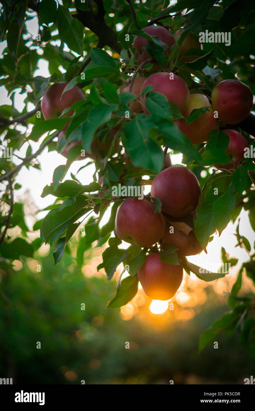 Fruit on trees september hi-res stock photography and images - Alamy