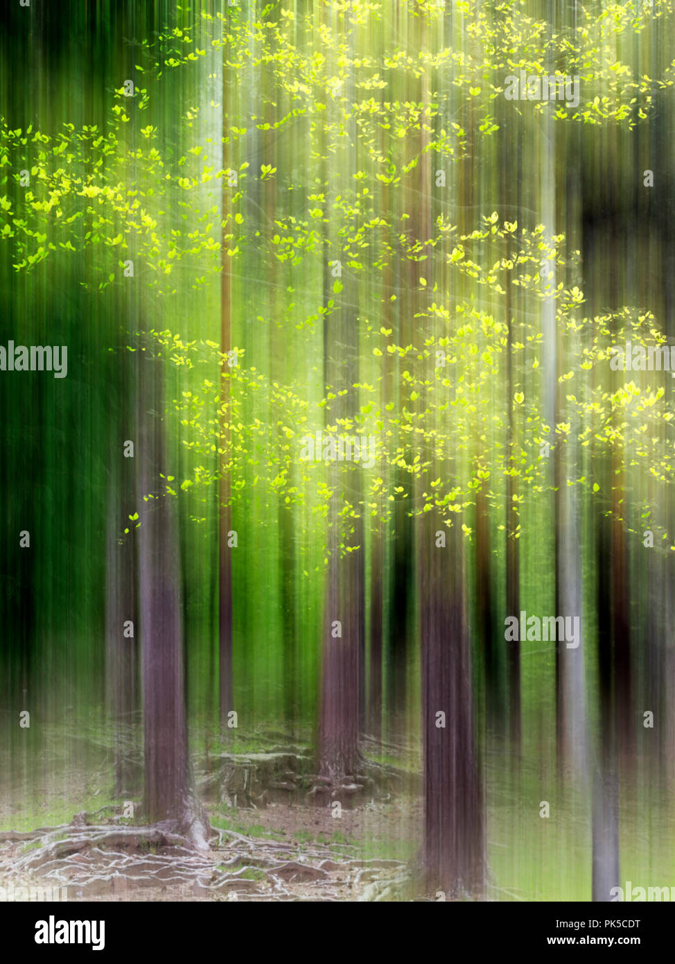 Artwork on the colorful European Forest in spring Stock Photo - Alamy