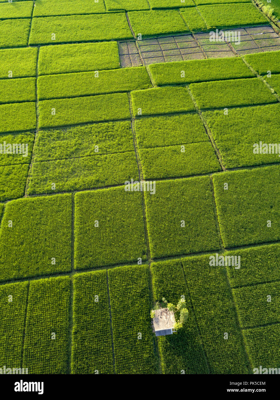 Aerial view of rice fields,Bali,Indonesia Stock Photo - Alamy