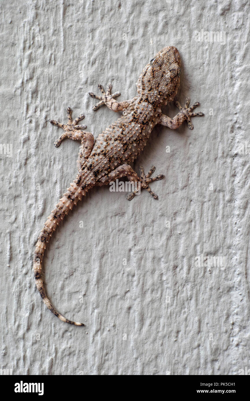 specimen of moorish wall gecko on a grey wall, hemidactylus turcicus ...