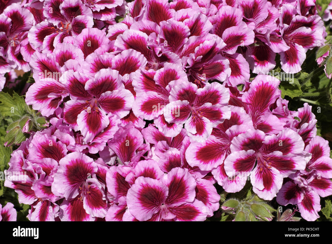 plant of geraniums in full blooming Stock Photo - Alamy