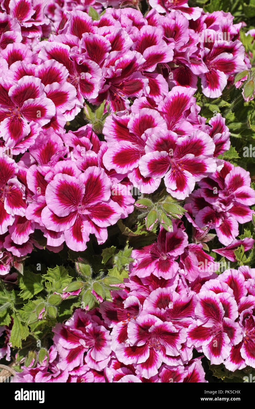 geraniums, plant in full blooming Stock Photo - Alamy
