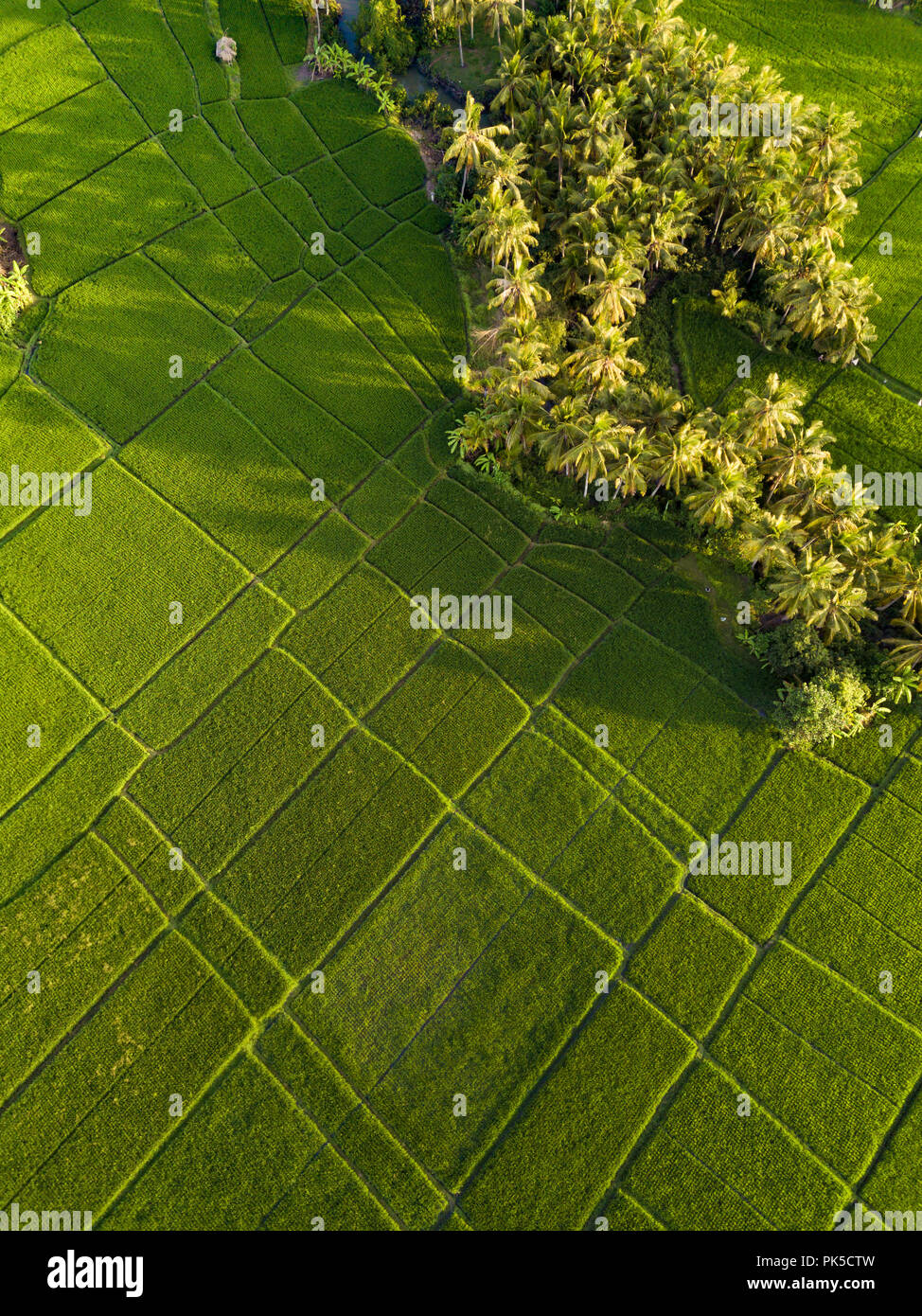 Aerial view of rice fields,Bali,Indonesia Stock Photo - Alamy
