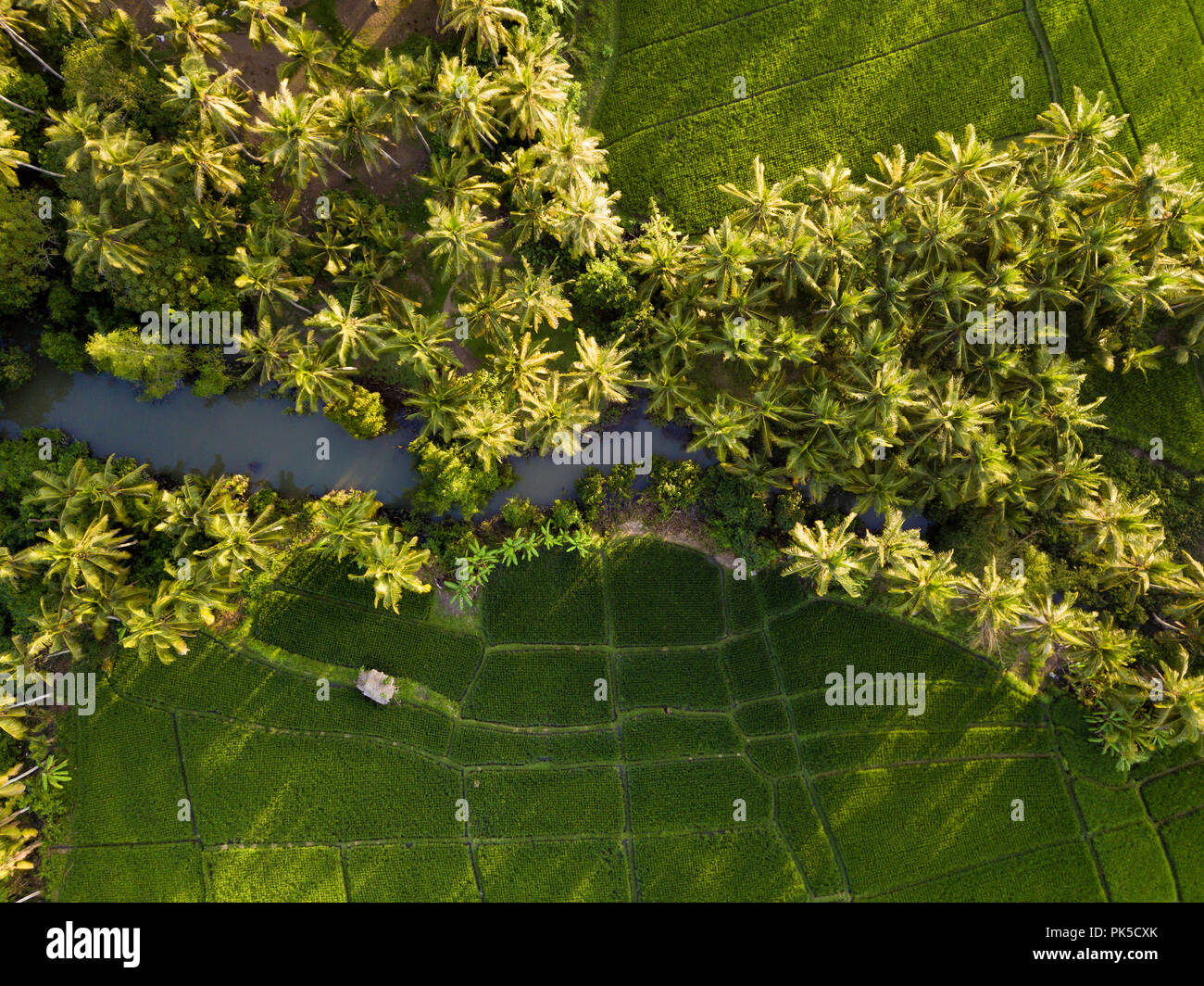 Aerial view of rice fields,Bali,Indonesia Stock Photo - Alamy