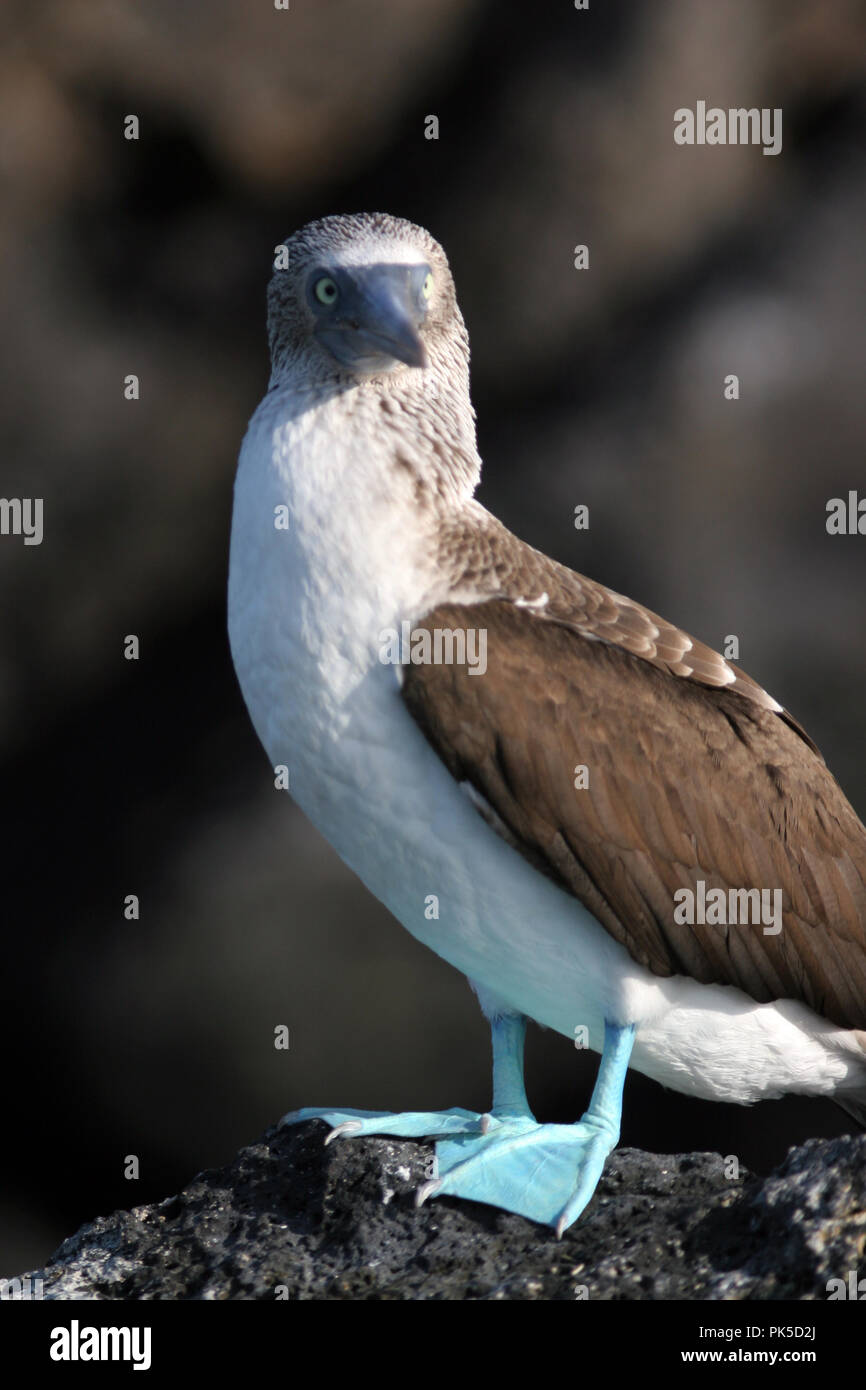 Blue Footed Booby :: Sula nebouxii Gal‡pagos islands have developed ...