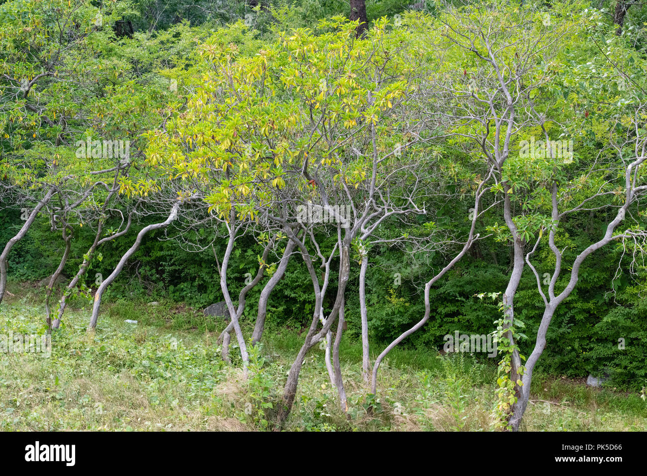 Castle hill on the crane estate hi-res stock photography and images - Alamy