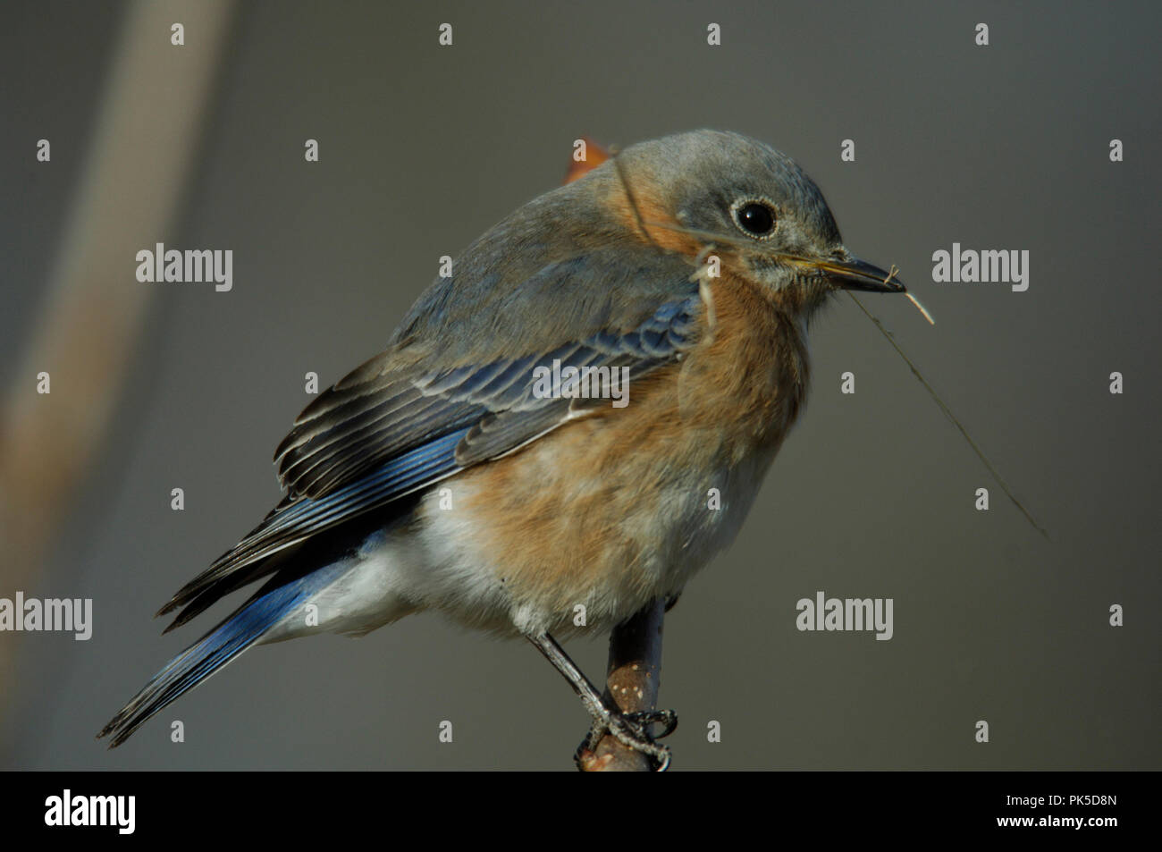 Eastern Bluebird :: Sialia sialis Stock Photo - Alamy