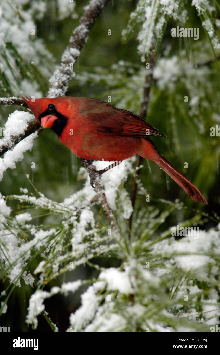 Northern Cardinal :: Cardinalis cardinalis Stock Photo - Alamy