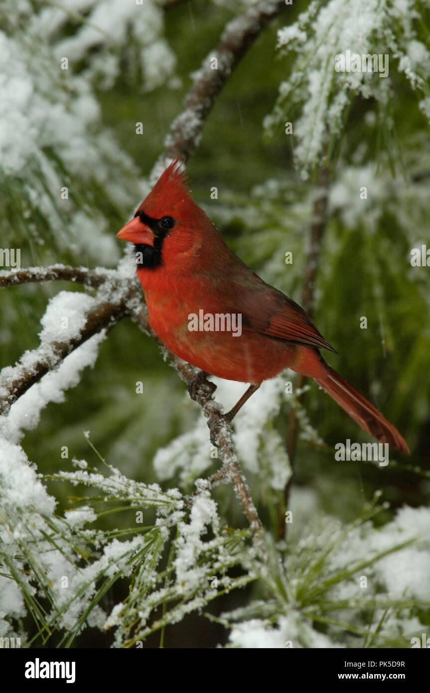 Northern Cardinal :: Cardinalis cardinalis Stock Photo - Alamy