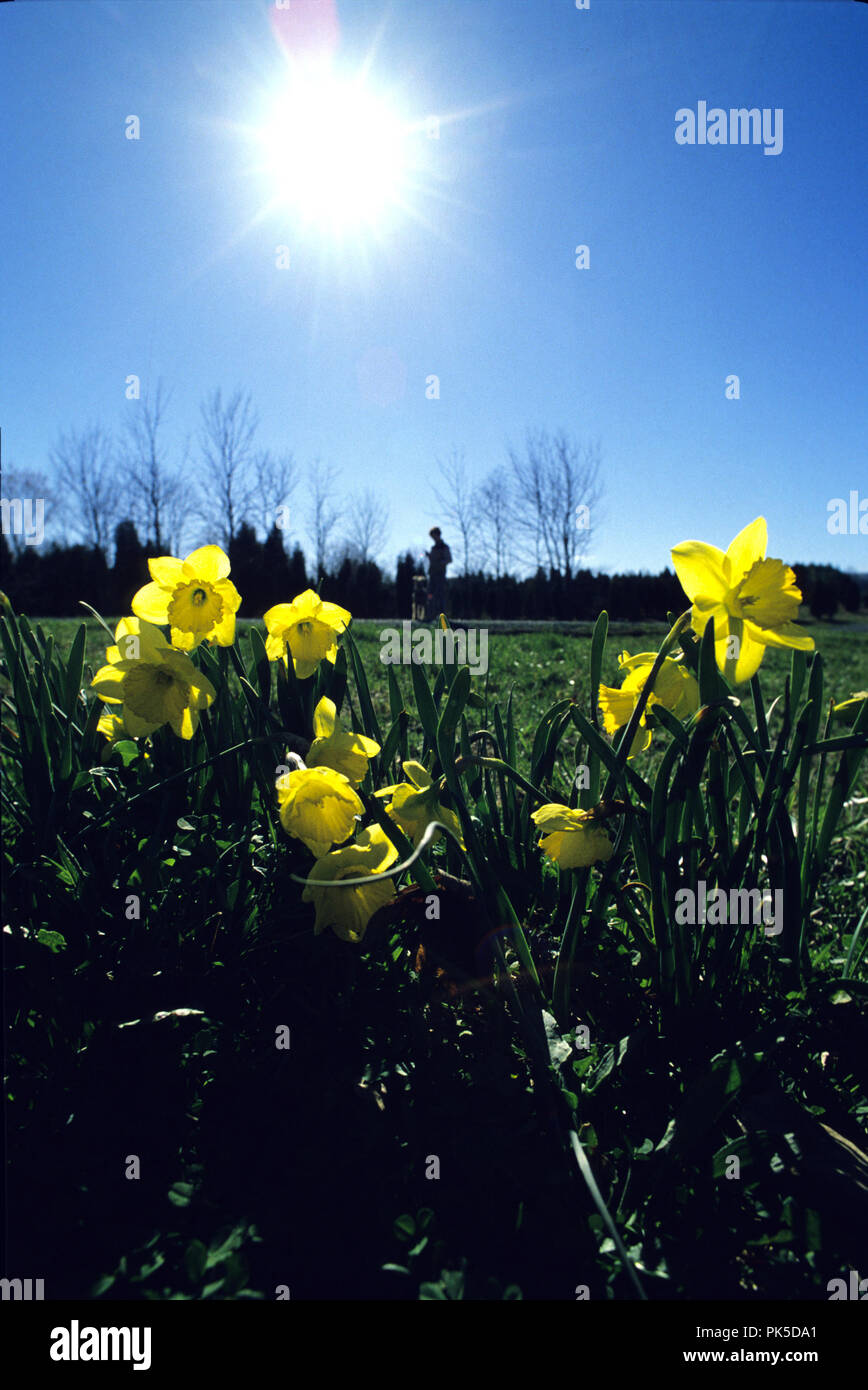 Daffodil flowers bloom along side a driveway in Loudoun County Virginia ...