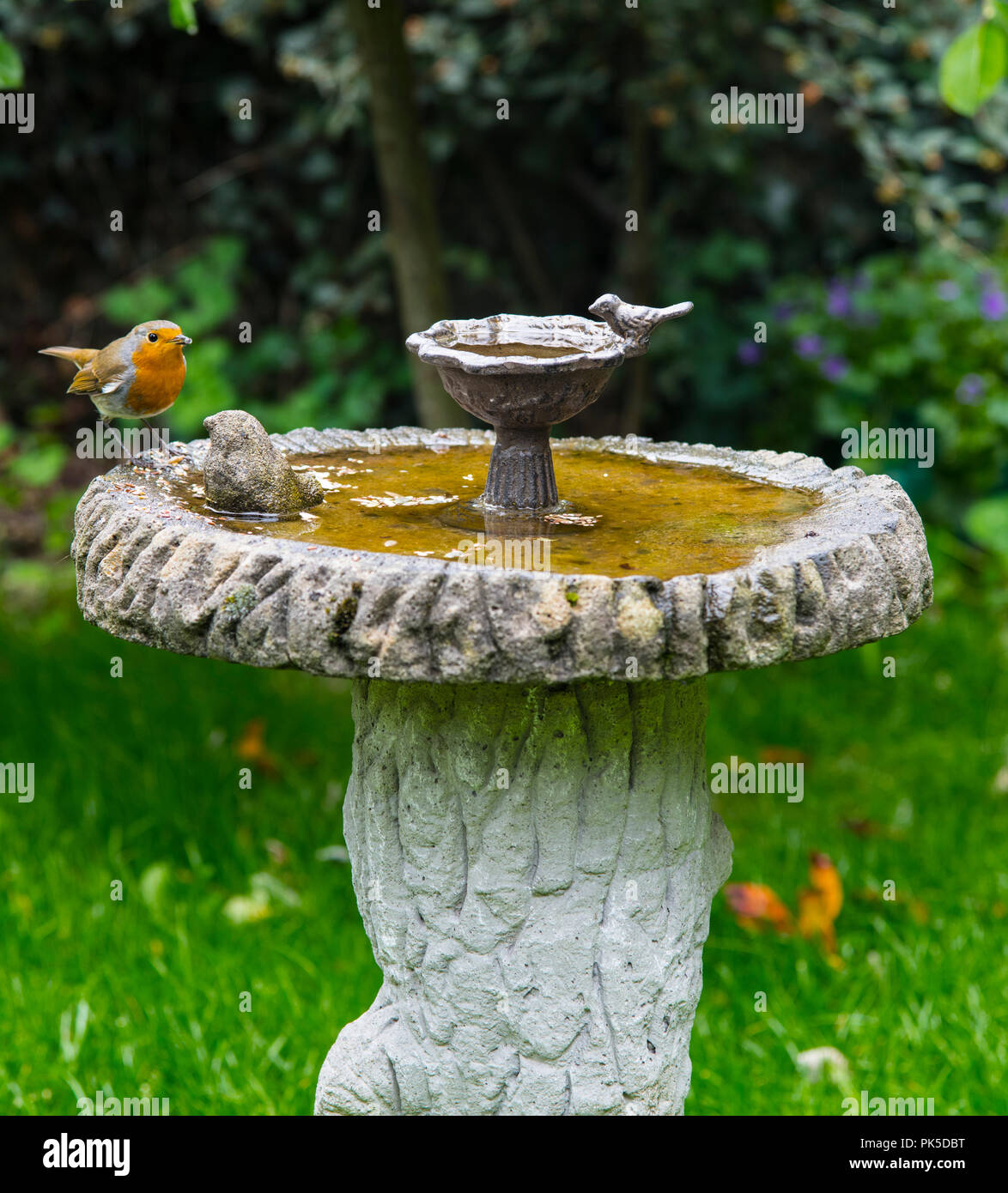 Robin on Bird Table Stock Photo - Alamy