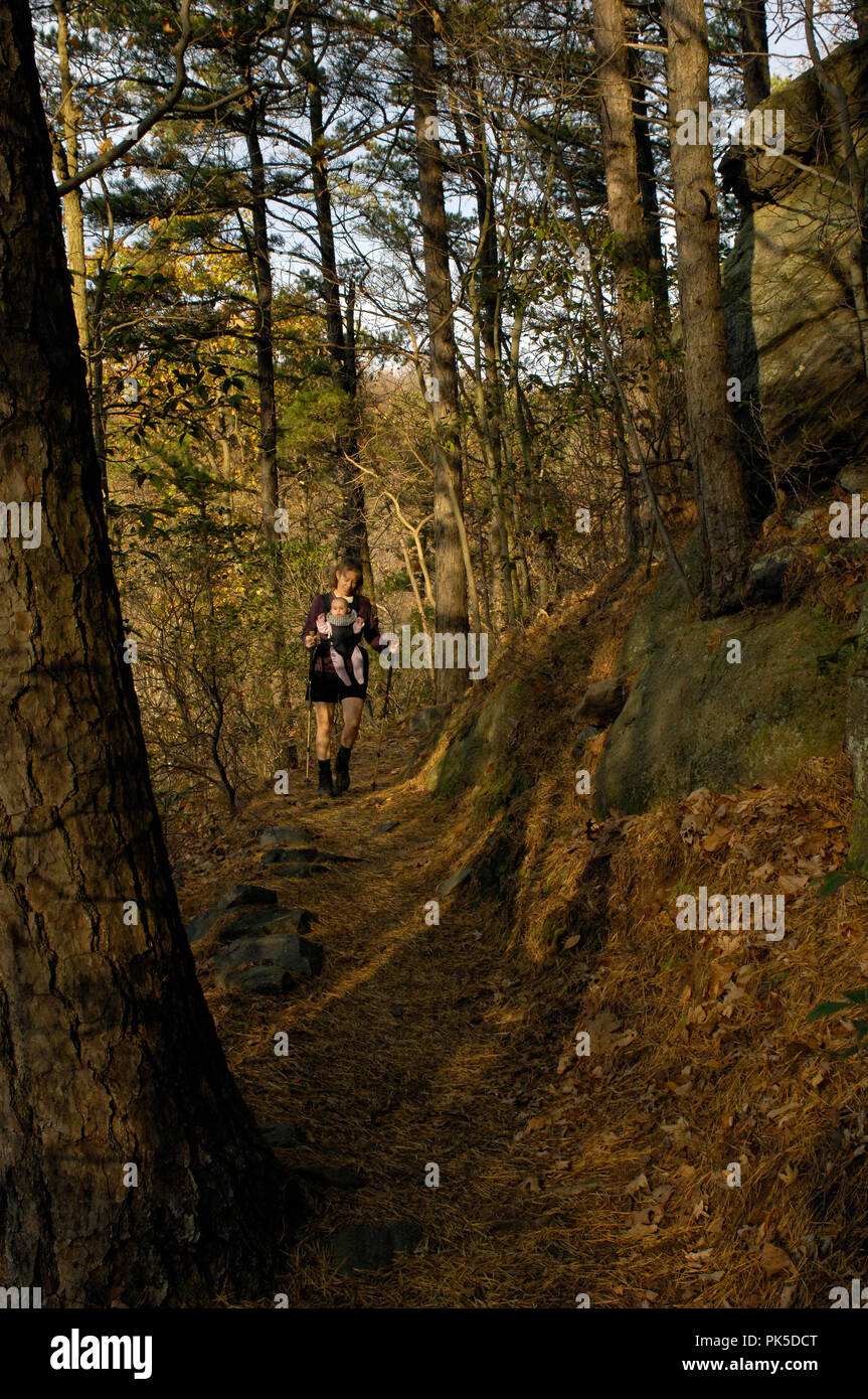 A hiker with her baby makes her way through the deciduous forest along ...