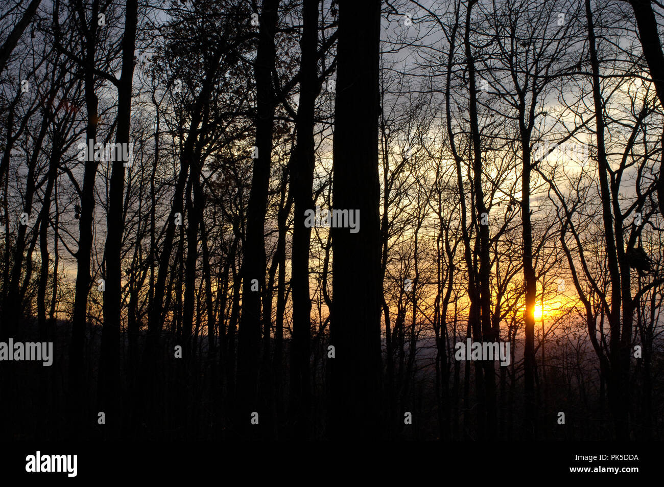 View out through the deciduous forest from Appalachian Trail at Route 7 ...