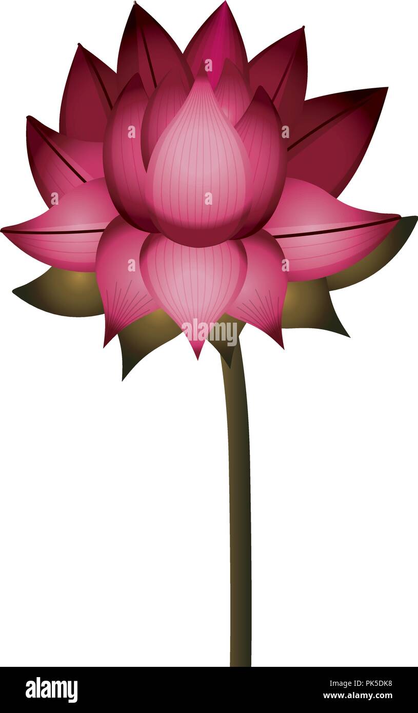Isolated lotus flower design Stock Vector Image & Art - Alamy