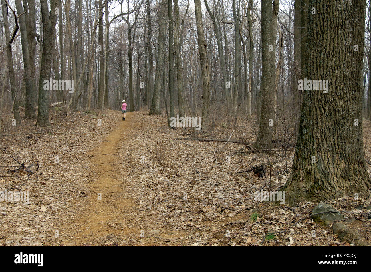 A hiker makes her way south on the Verlin Smith Trail at G. Thompson ...