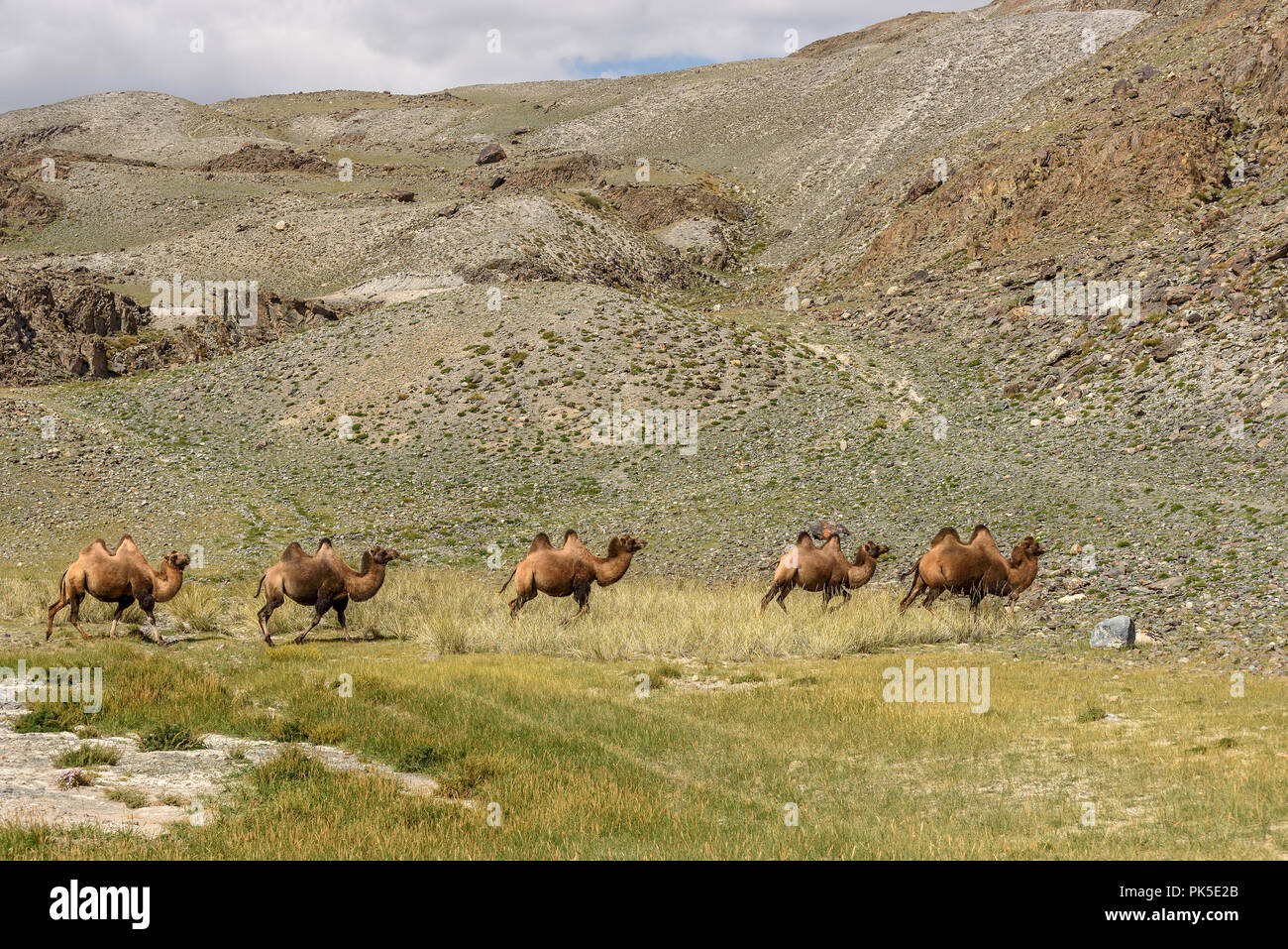 Caravan of animals hi-res stock photography and images - Alamy