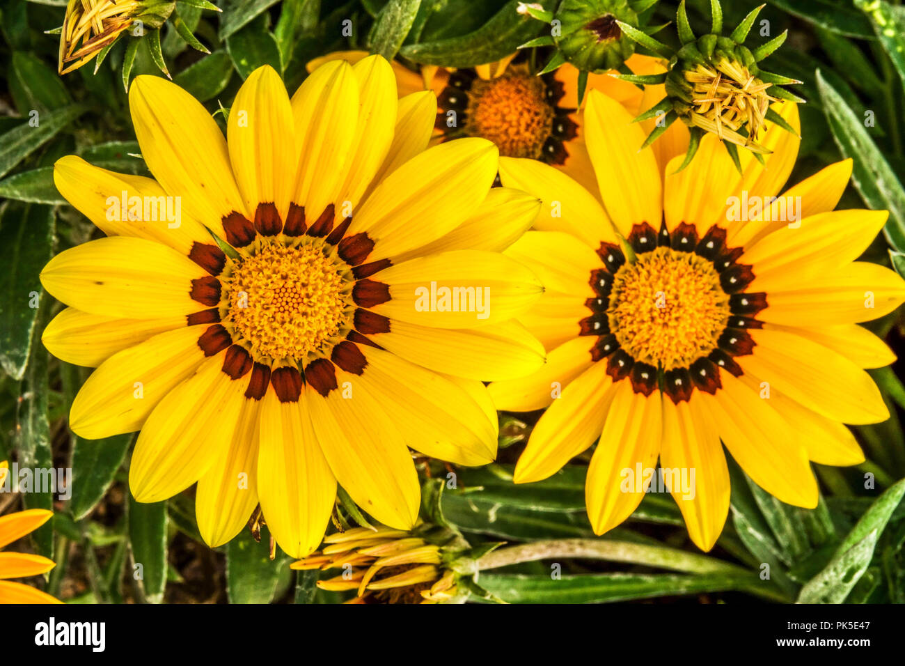 Kiss flowers hi-res stock photography and images - Alamy