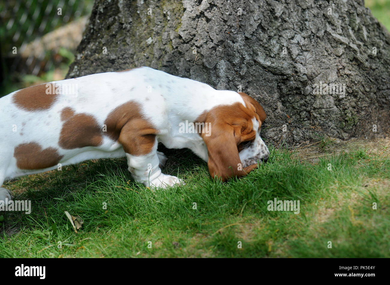basset hound smelling lzrge oak Stock Photo - Alamy