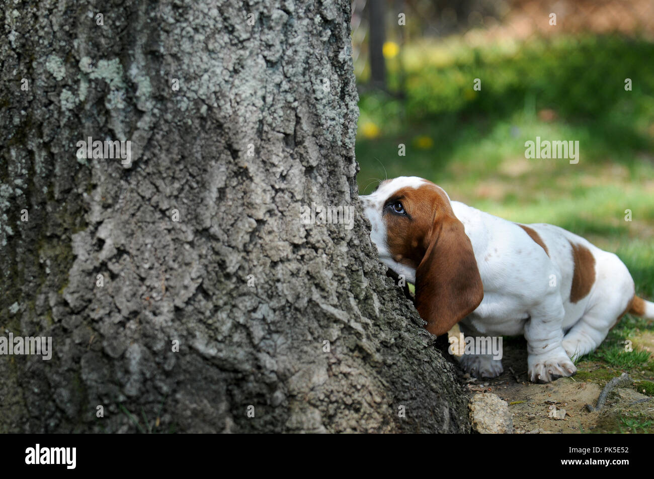 basset hound smelling lzrge oak Stock Photo - Alamy