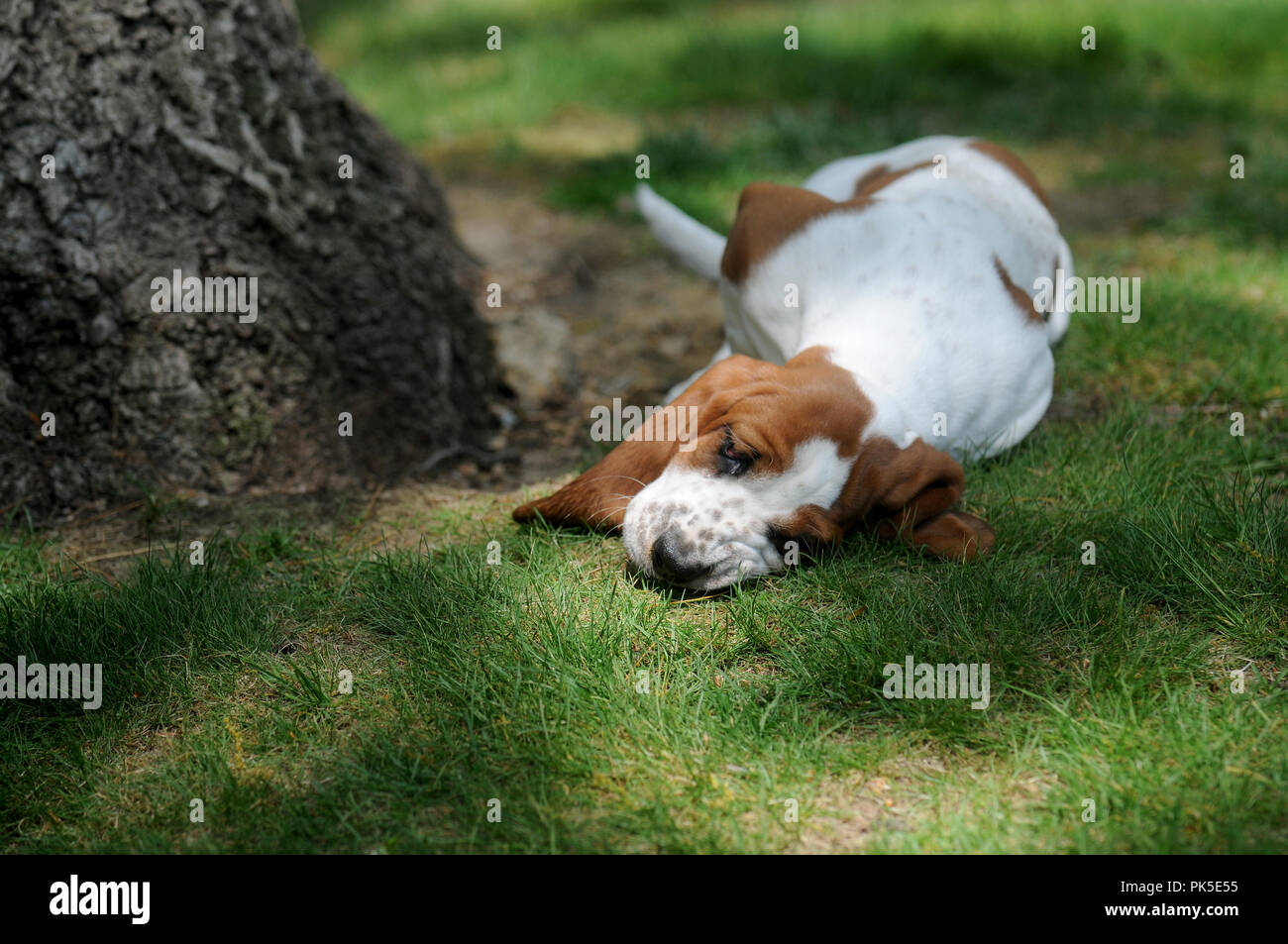 Dog siesta hi-res stock photography and images - Alamy