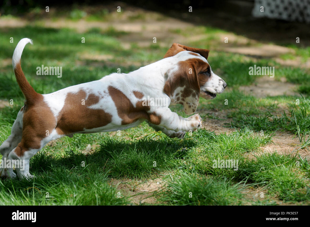 Basset hound running through yard Stock Photo - Alamy