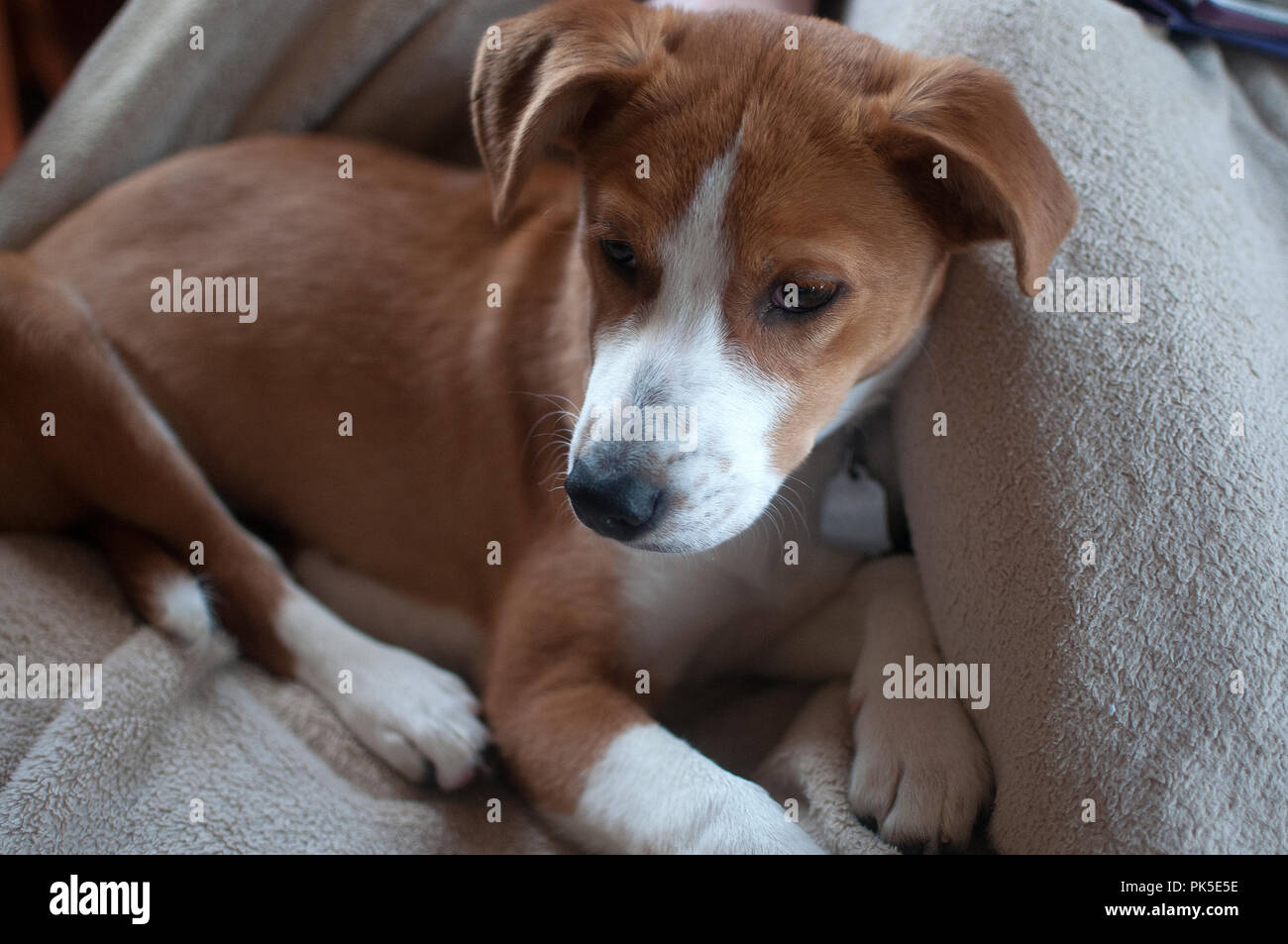 Cute dog resting Stock Photo - Alamy