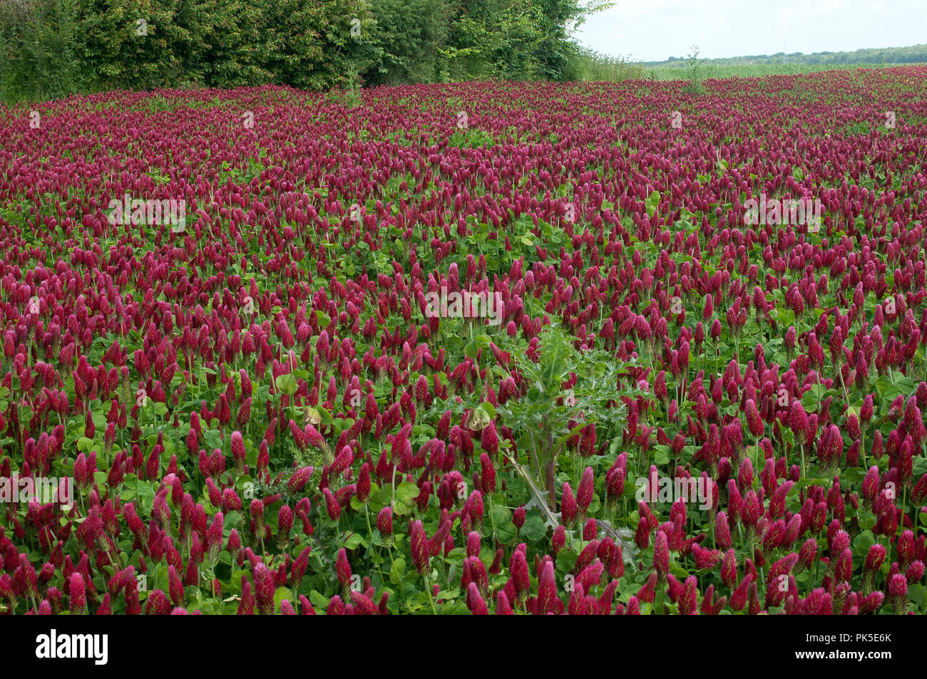 Field of flowers in Normandy France Stock Photo - Alamy