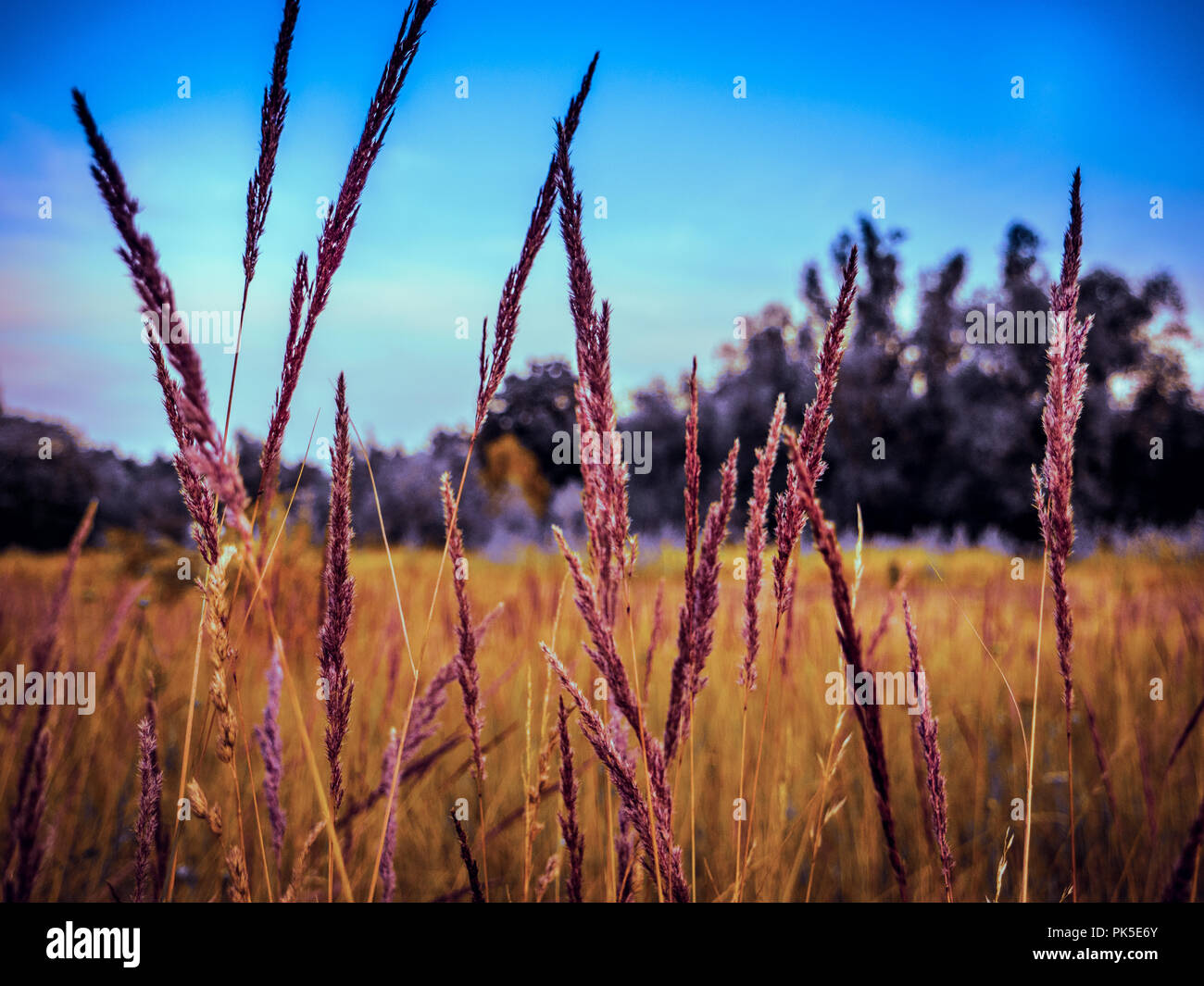 A walk through the meadows Stock Photo - Alamy