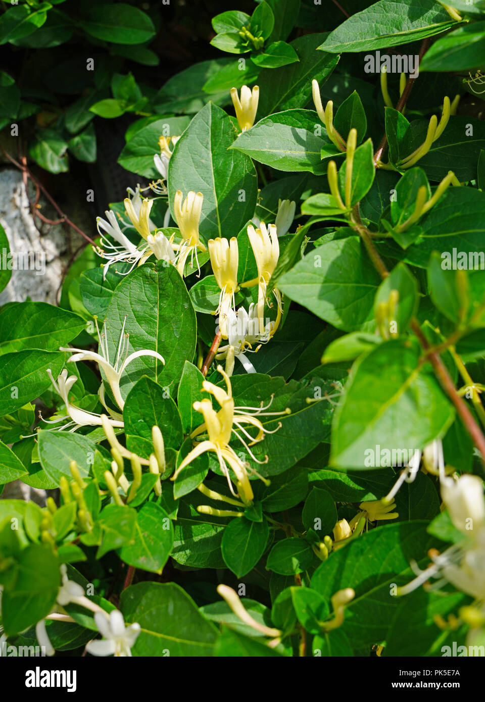 Lonicera japonica Thunb or Japanese honeysuckle yellow and white flower ...