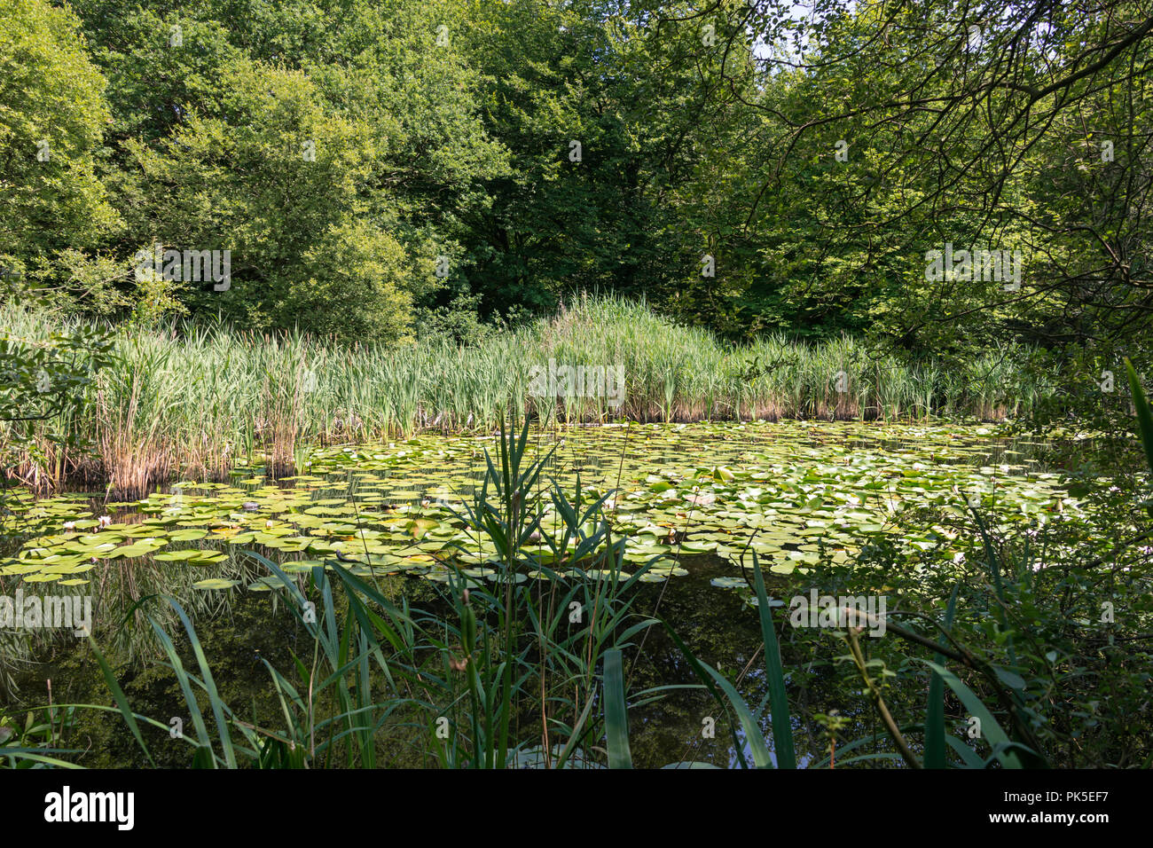 Epping Forest in Spring, Essex, UK Stock Photo - Alamy