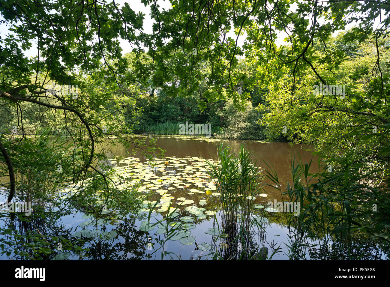 Epping forest hi-res stock photography and images - Alamy