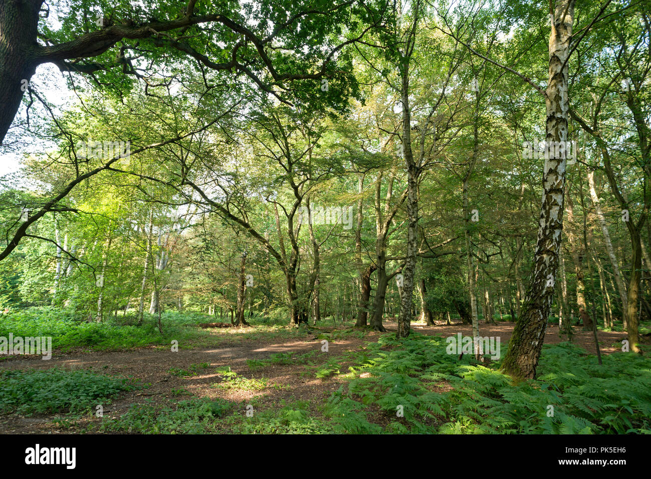 Epping forest hi-res stock photography and images - Alamy