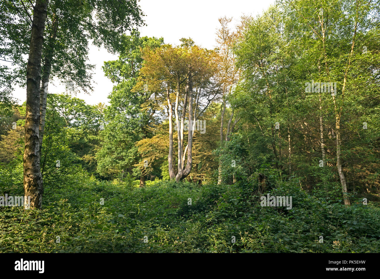 Epping forest spring hi-res stock photography and images - Alamy