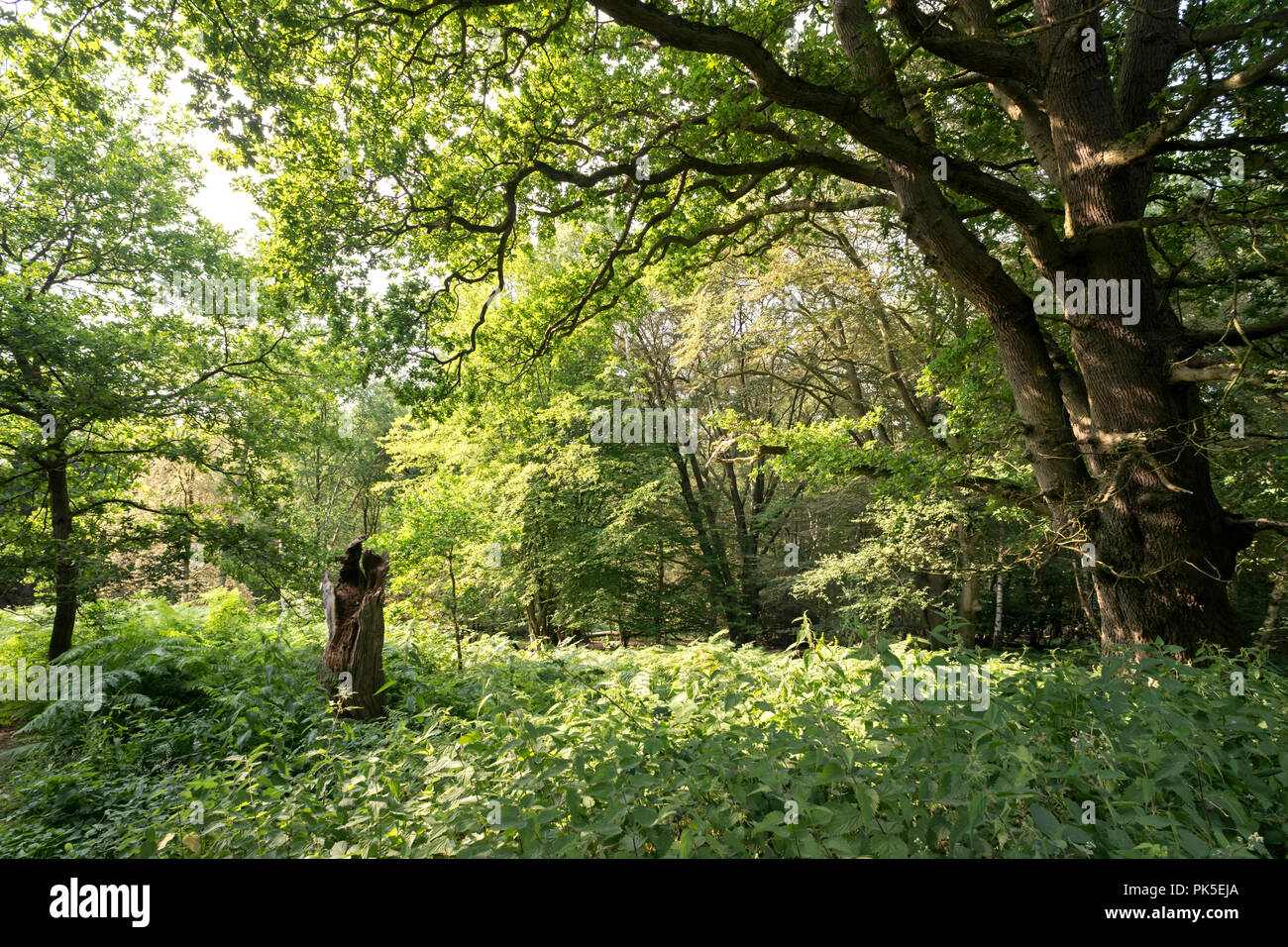 Essex spring hi-res stock photography and images - Alamy