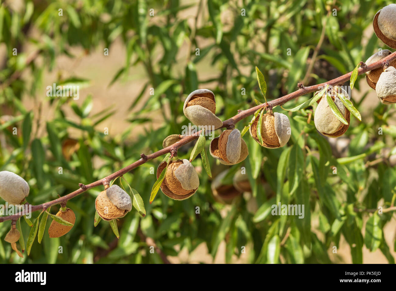 Prunus dulcis, Almond Tree with almond nuts ready for harvesting ...