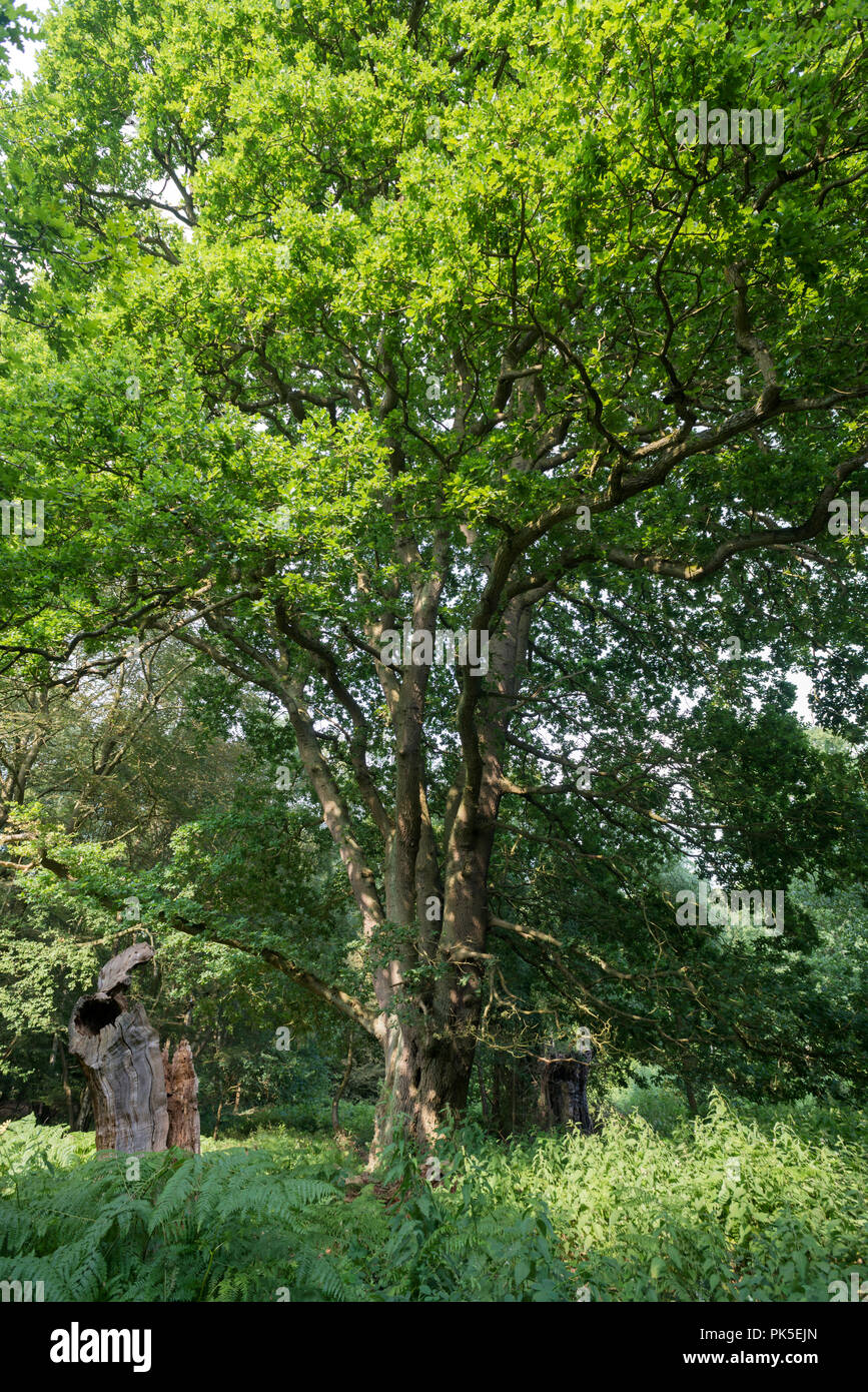 Epping forest uk hi-res stock photography and images - Alamy