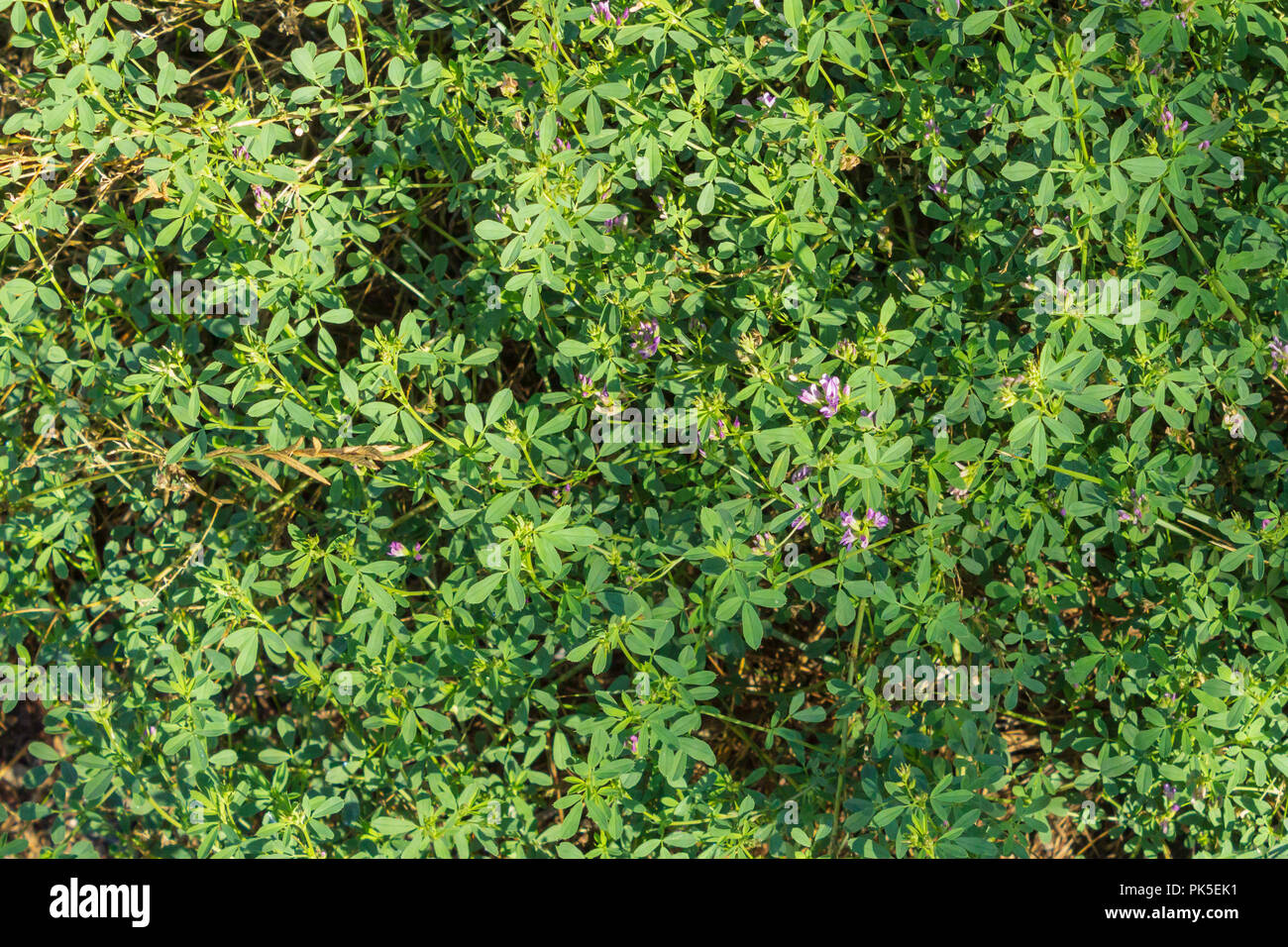 Medicago sativa, Alfalfa plant Stock Photo - Alamy