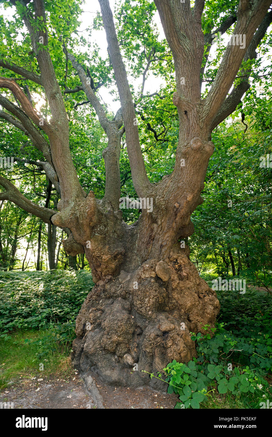 Epping Forest in Spring Stock Photo - Alamy