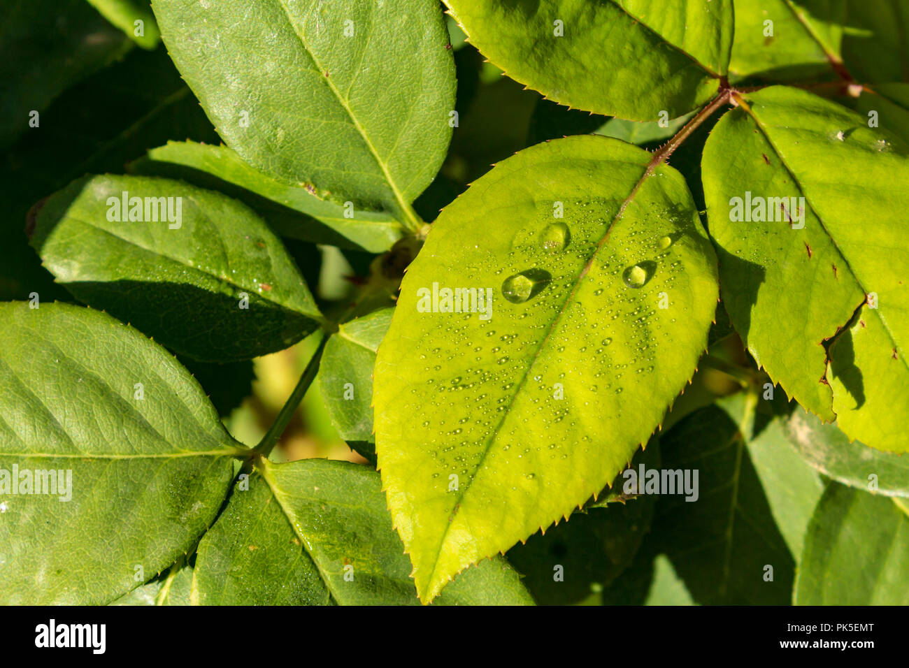 Rose leaf texture hi-res stock photography and images - Alamy