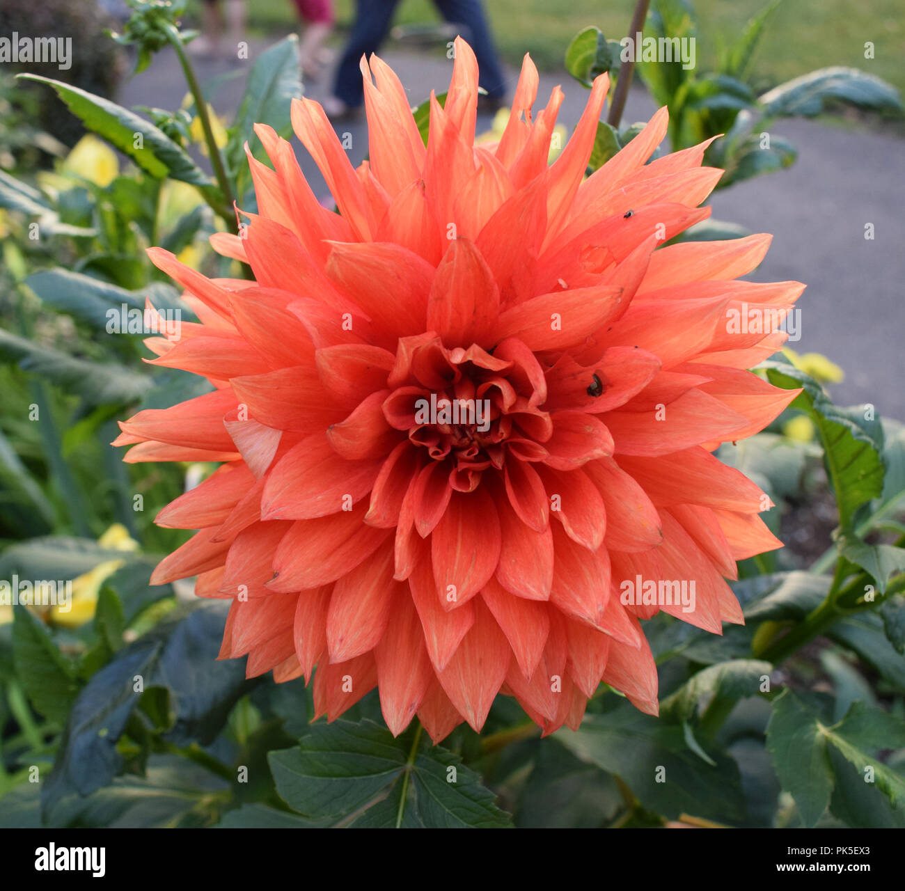 Large pink-orange flower with many petals and some bugs Stock Photo - Alamy