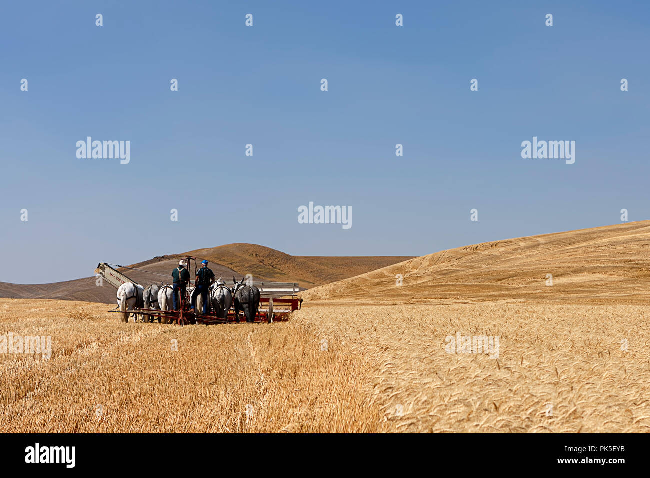 Man threshing wheat hi-res stock photography and images - Alamy
